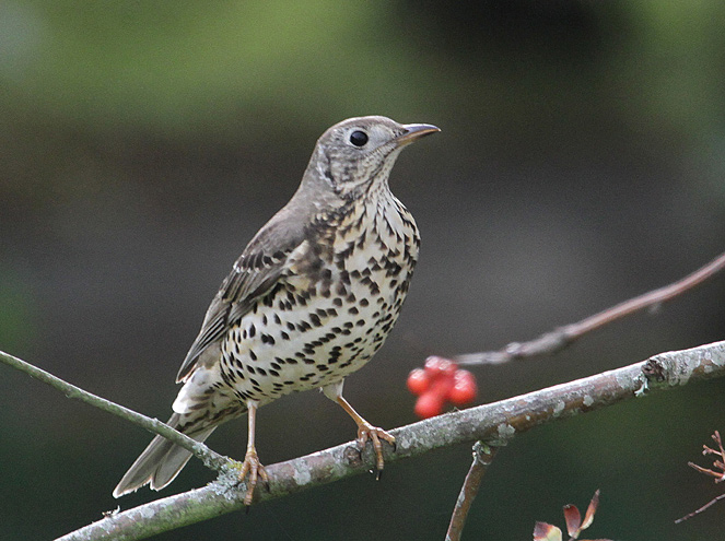 A la découverte de la Grive Draine avec la LPO – Active Radio
